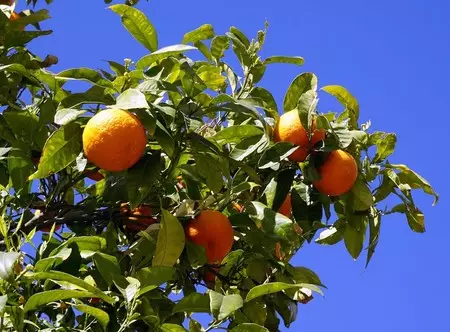 նարինջներ