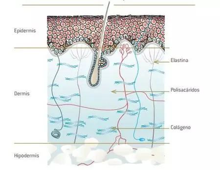 imedeen-dermis.jpg