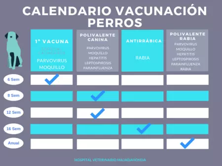 Vaccinationskalender Hunde Spanien