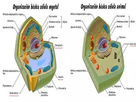 үсемлек тамыр клеткасы