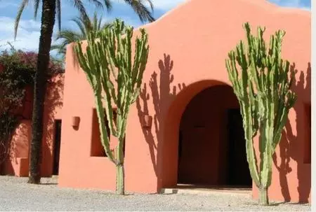 cala_dhort_cactus